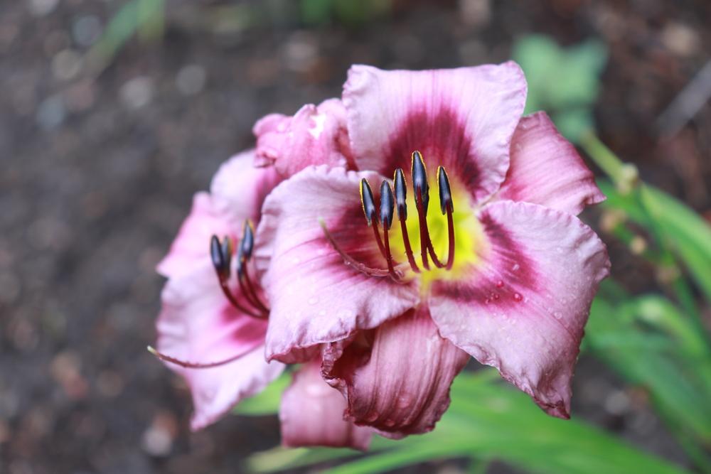 Daylily (Hemerocallis 'Unique Purple') in the Daylilies Database ...