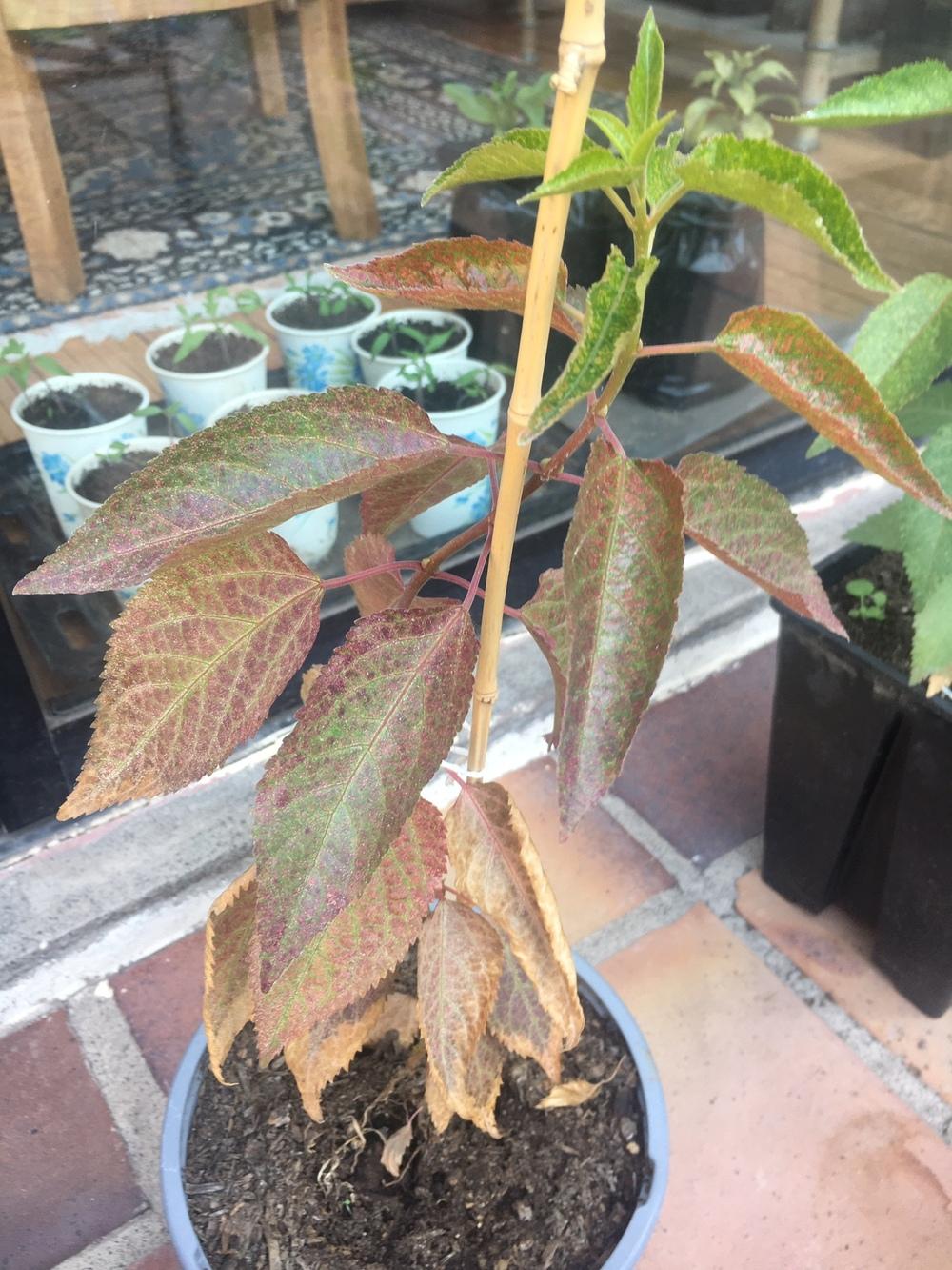 maqui tree in the Ask a Question forum - Garden.org