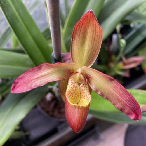 Orchid (Phragmipedium Inca Embers 'Max') - Garden.org