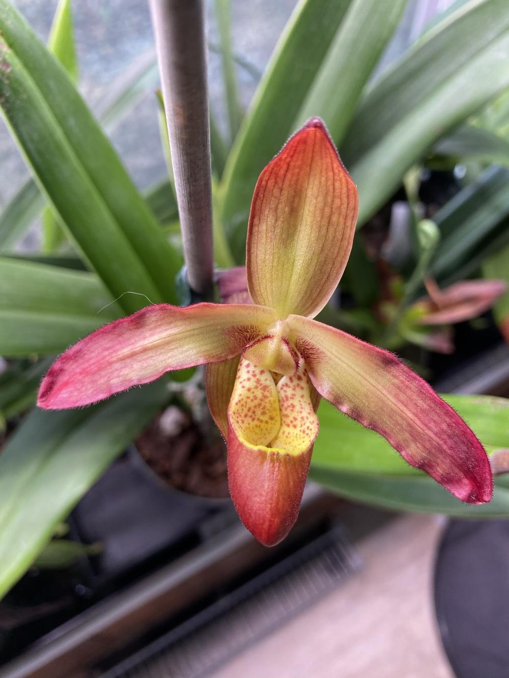 Orchid (Phragmipedium Inca Embers 'Max') - Garden.org