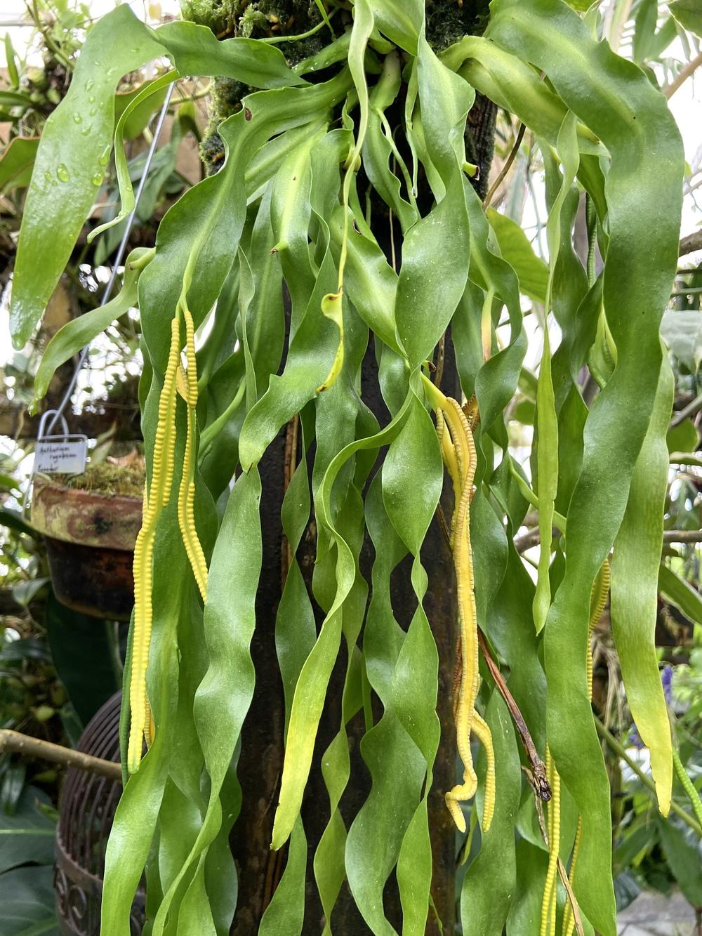 Adder's Tongue Fern (Ophioglossum pendulum) - Garden.org