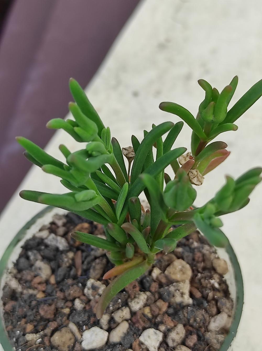 Delosperma napiforme - Garden.org