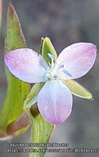 Piedmont Roseling (Callisia rosea) - Garden.org
