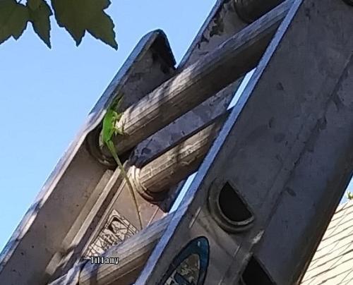 How to accomplish two trees into one? in the Trees and Shrubs forum ...