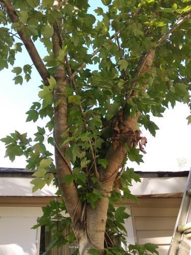 How to accomplish two trees into one? in the Trees and Shrubs forum ...