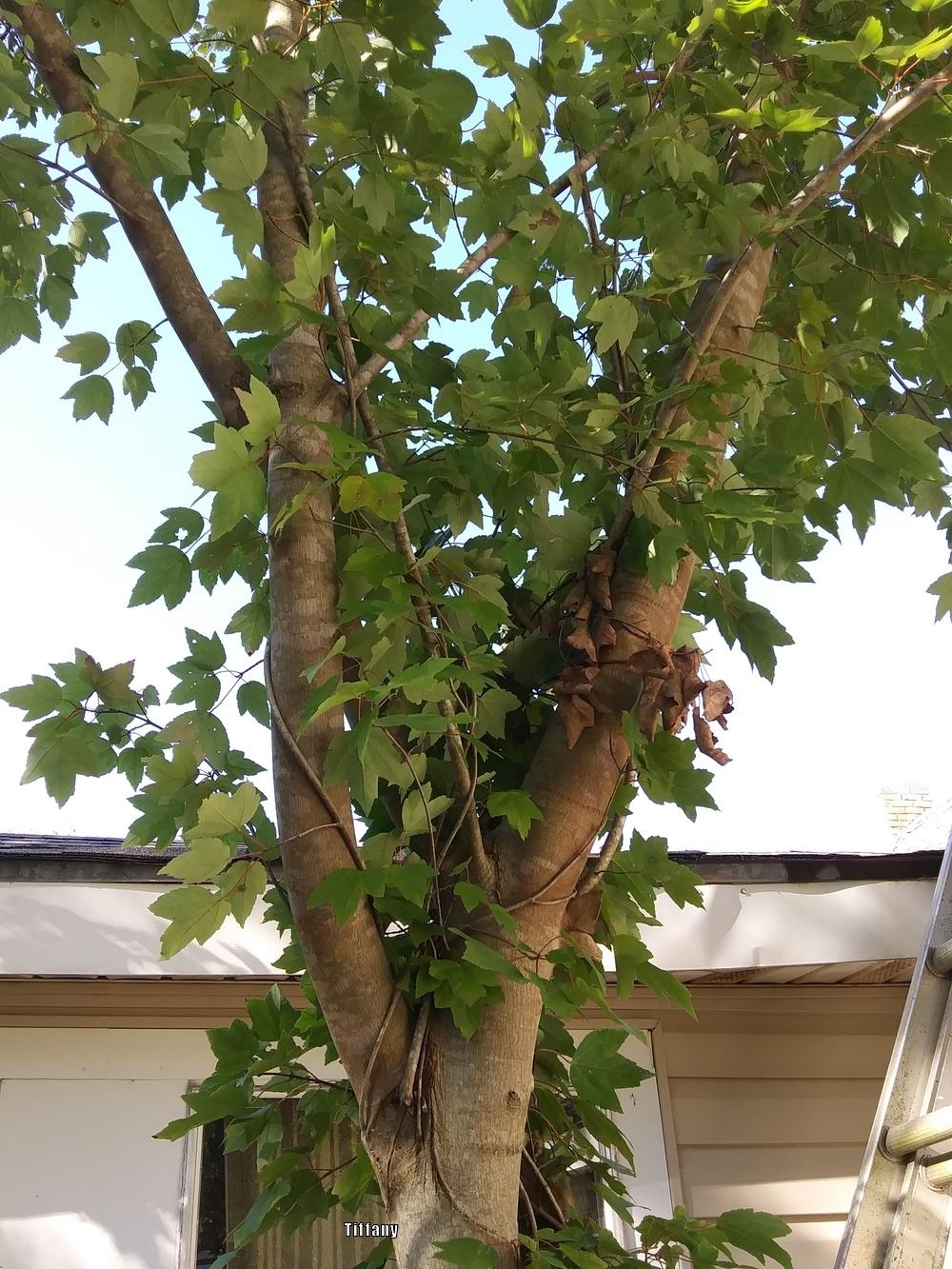 How to accomplish two trees into one? in the Trees and Shrubs forum ...