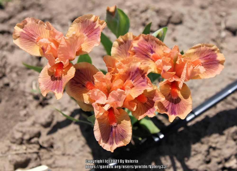 Standard Dwarf Bearded Iris (Iris 'Fiesta Flame') in the Irises ...