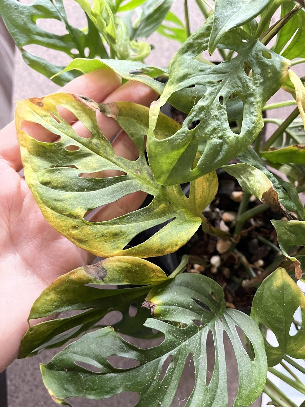 Sick cheese plant - monstera adansonii in the Houseplants forum ...