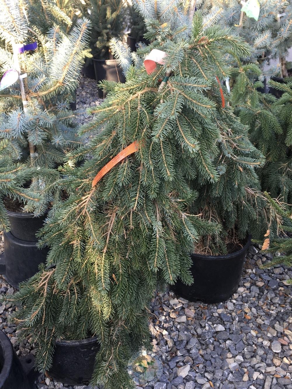 Photo of the seedling or young plant of Weeping Serbian Spruce (Picea ...