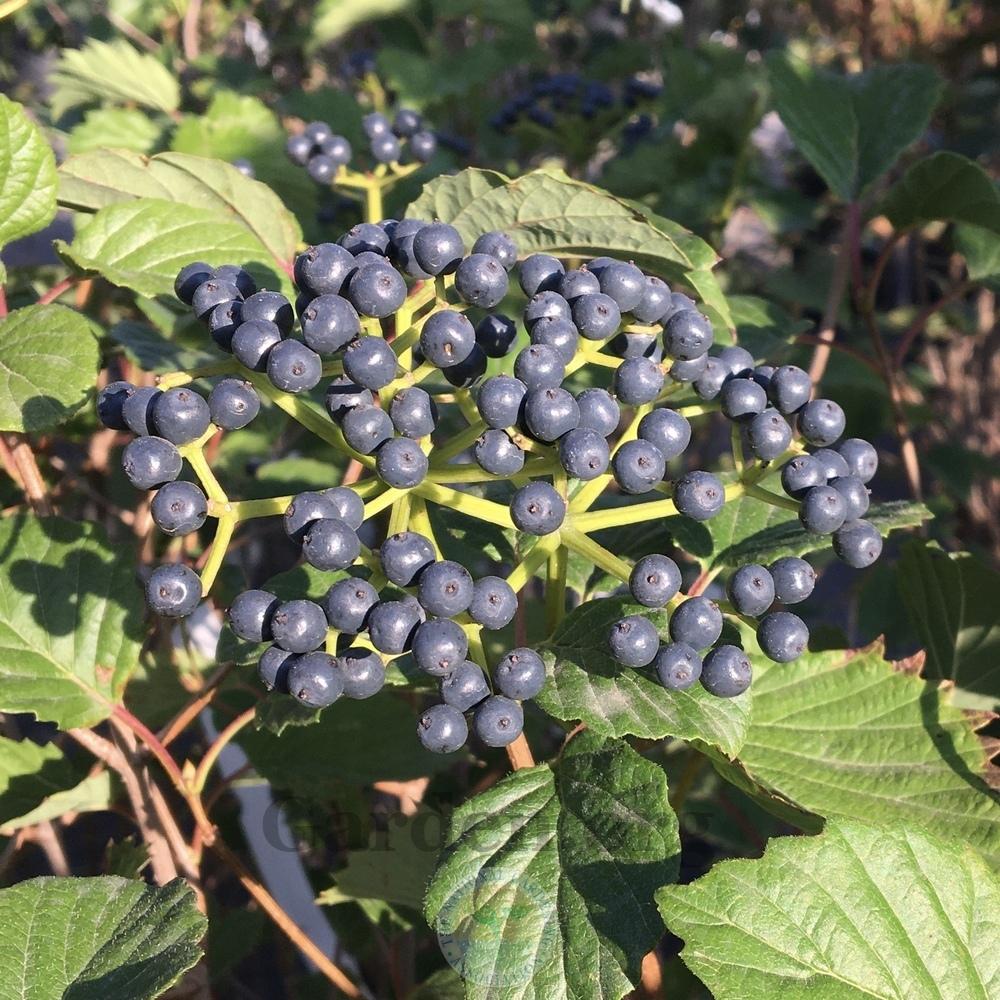 Photo of the fruit of Arrowwood Viburnum (Viburnum dentatum Blue Muffin ...