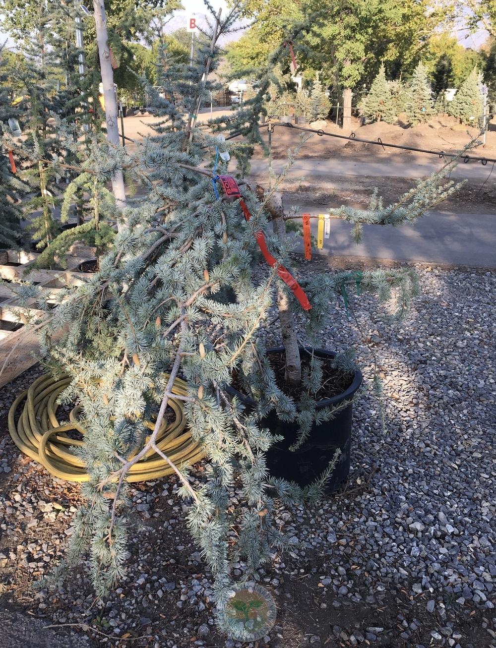 Cedrus atlantica 'Blue Cascade' - Garden.org