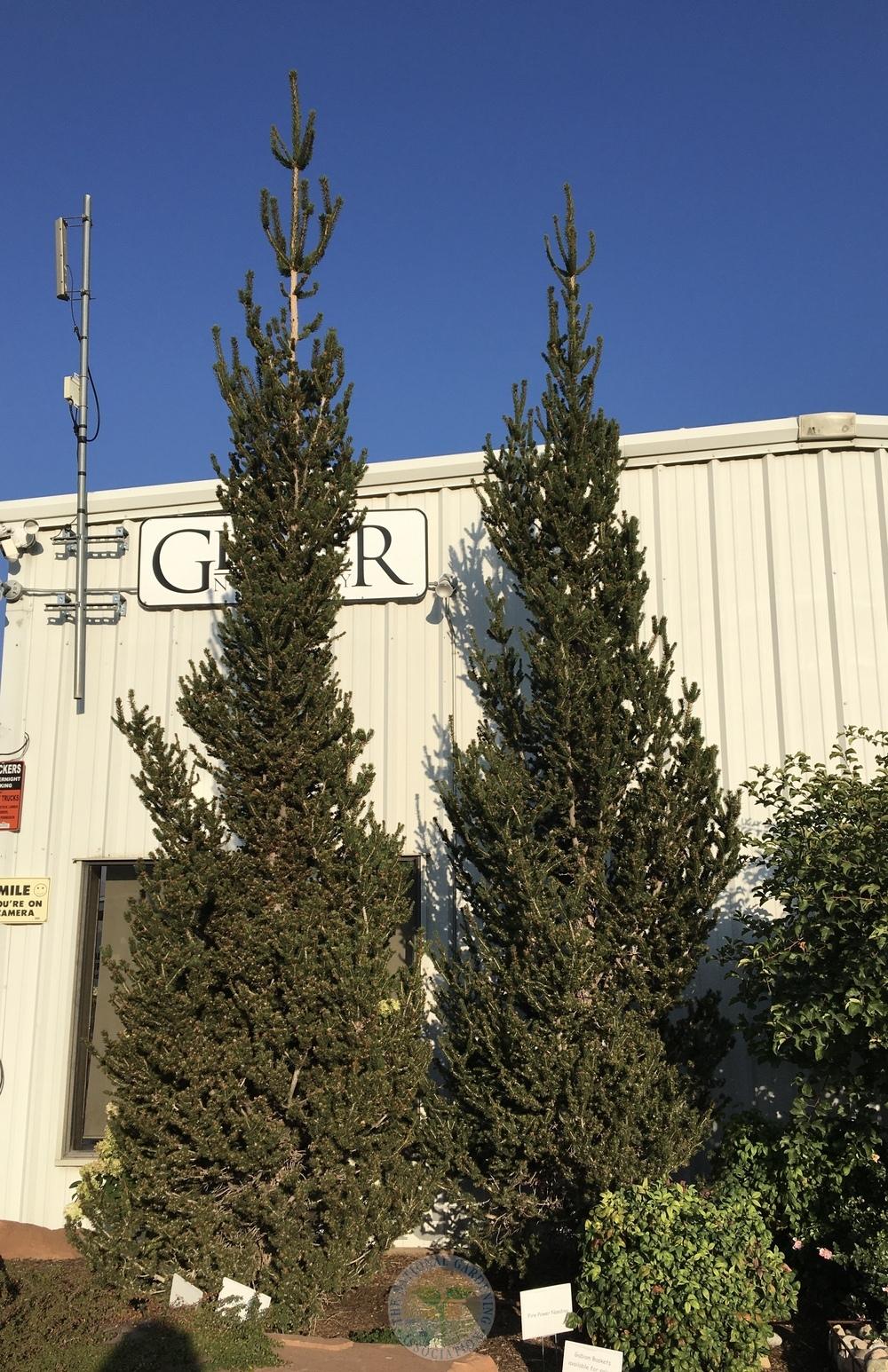 Photo of the entire plant of Norway Spruce (Picea abies 'Hillside ...