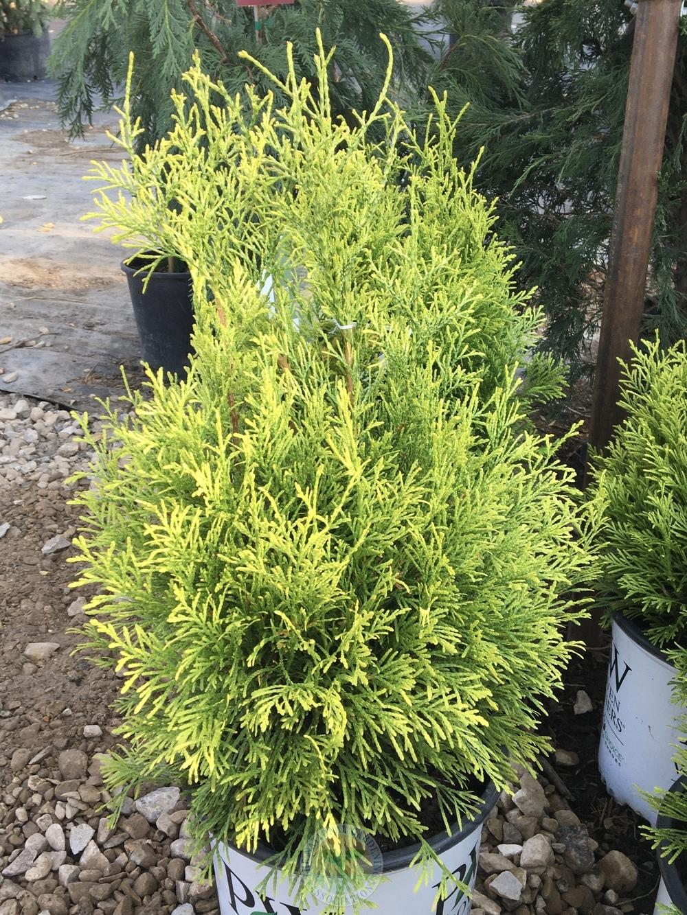 Western Arborvitae (Thuja plicata Fluffy®) in the Arborvitaes Database ...