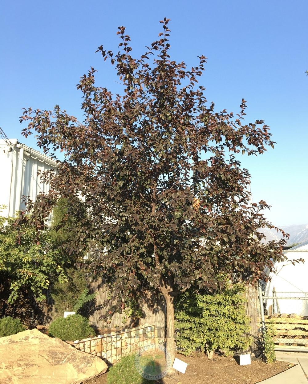 Crabapple (Malus Perfect Purple) in the Apples Database - Garden.org