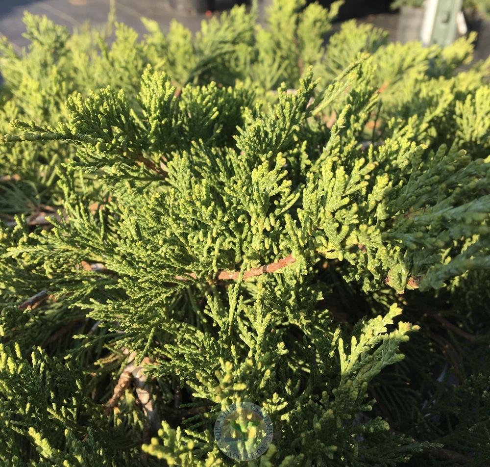 Savin Juniper (Juniperus sabina 'Buffalo') - Garden.org