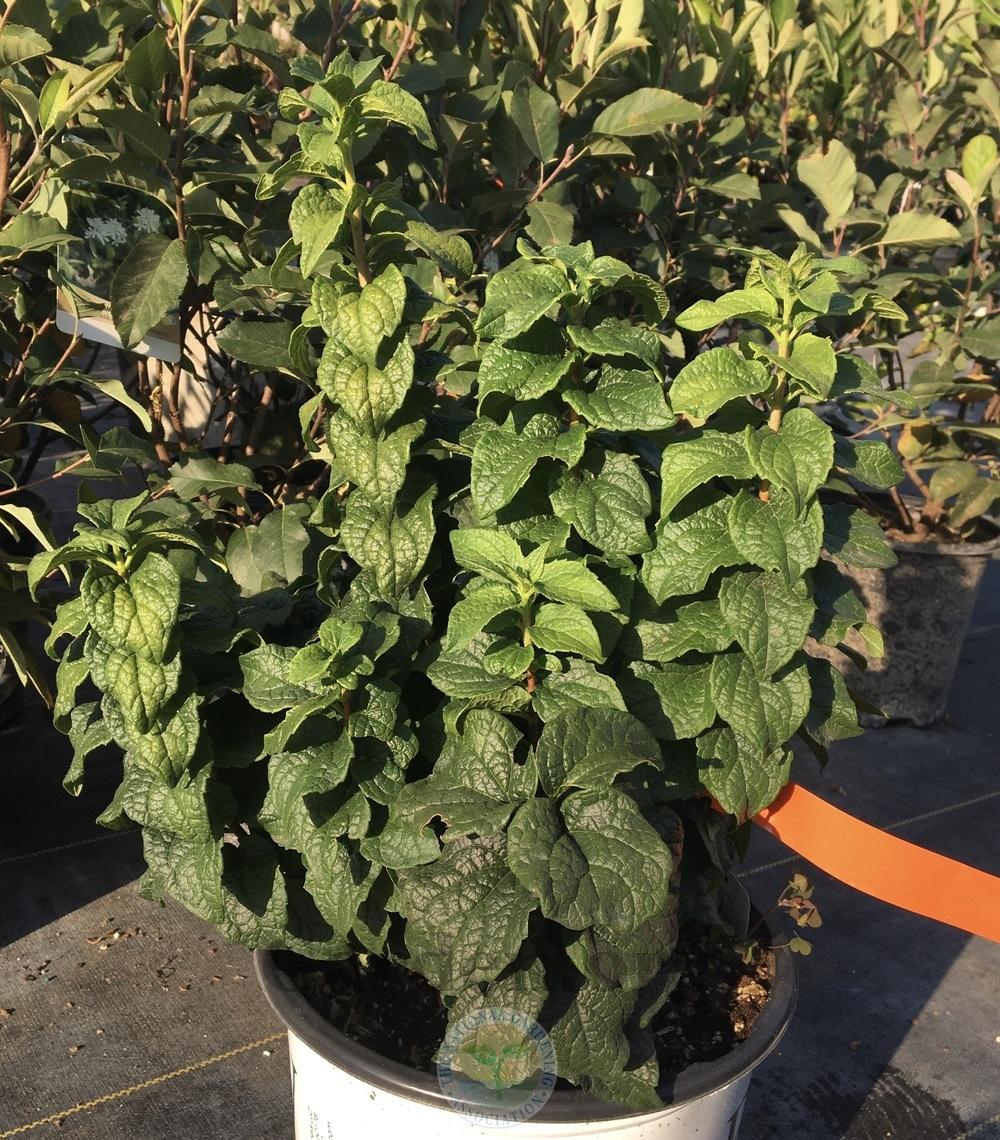 Photo of the seedling or young plant of Sweet Mock Orange (Philadelphus ...