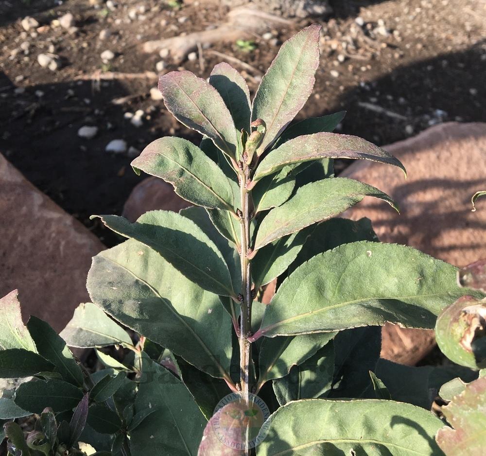 Burning Bush (Euonymus alatus 'Rudy Haag') - Garden.org