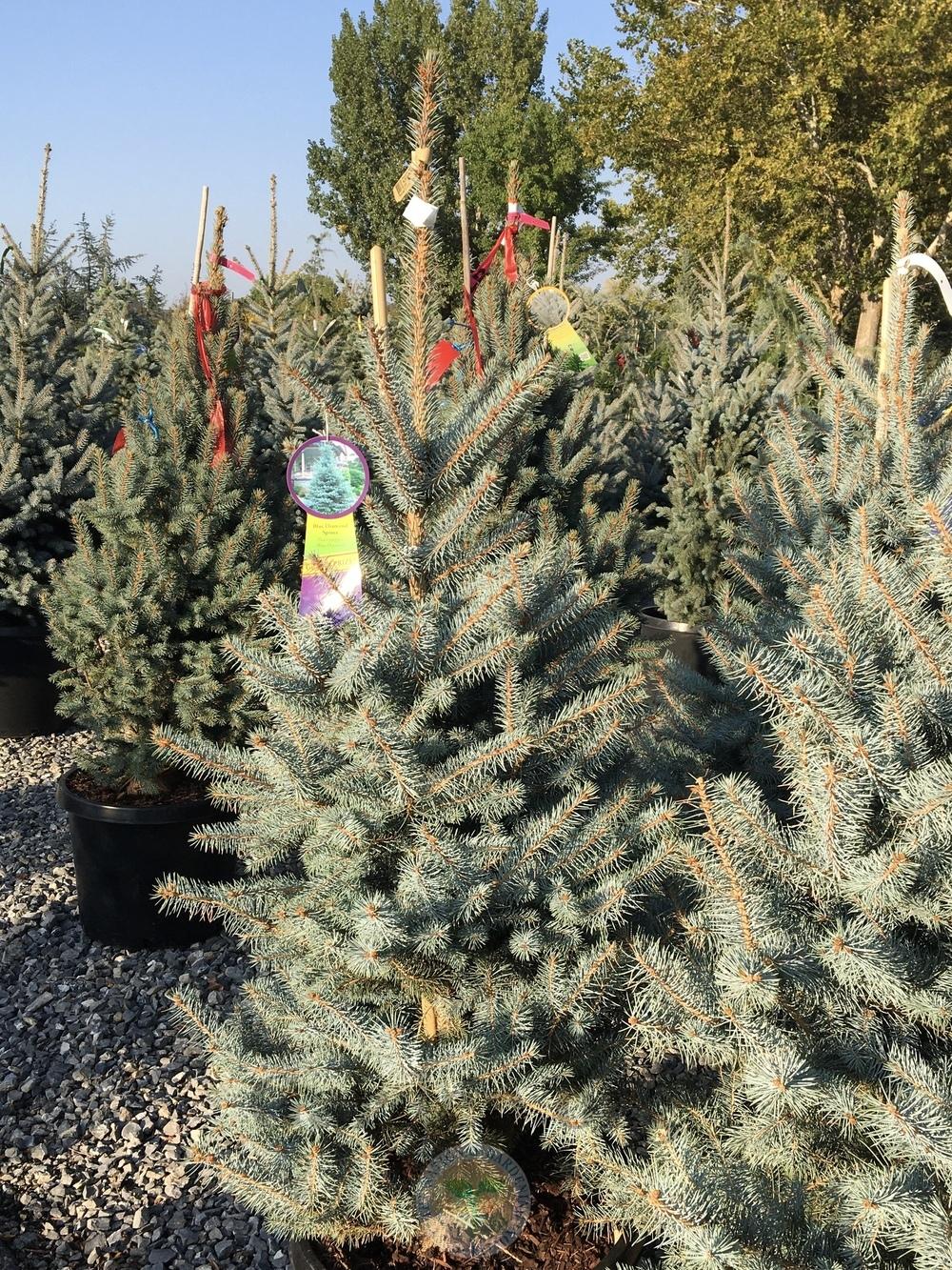 Blue Spruce (Picea pungens 'Blue Diamond') in the Spruces Database ...