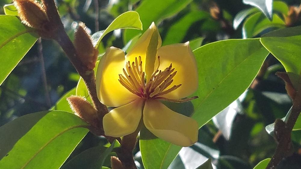 Banana Shrub (Magnolia figo) in the Magnolias Database - Garden.org