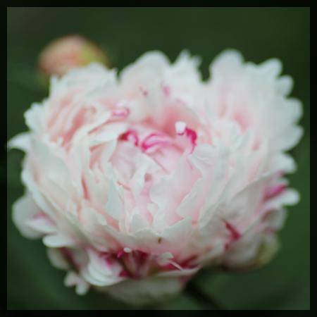 Peony ID in the Peonies forum - Garden.org