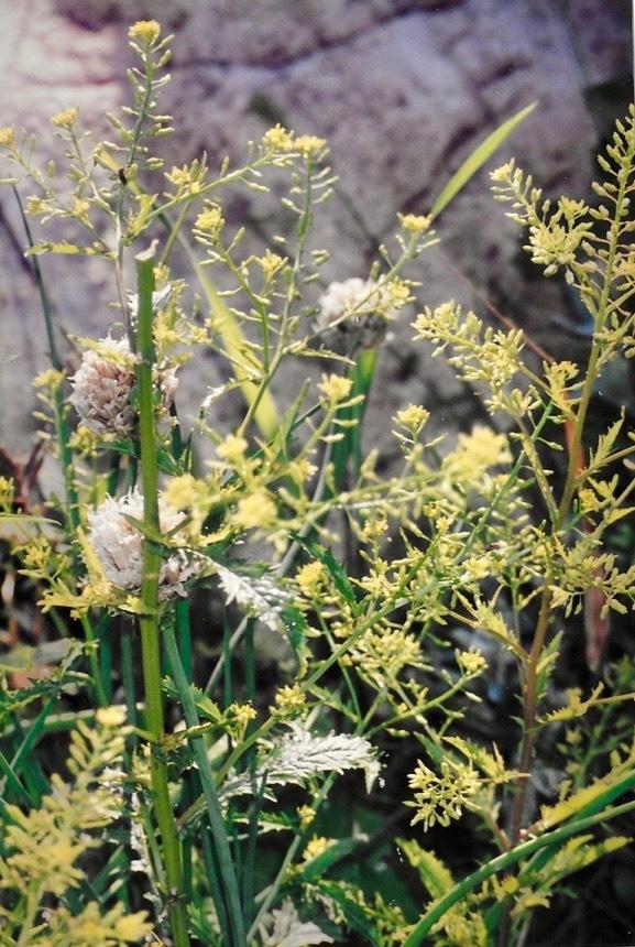 White Mustard (Brassica alba 'Braco') in the Brassicas Database ...