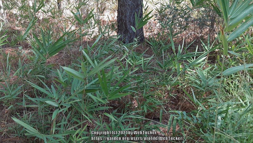 Switch Cane (Arundinaria tecta) - Garden.org