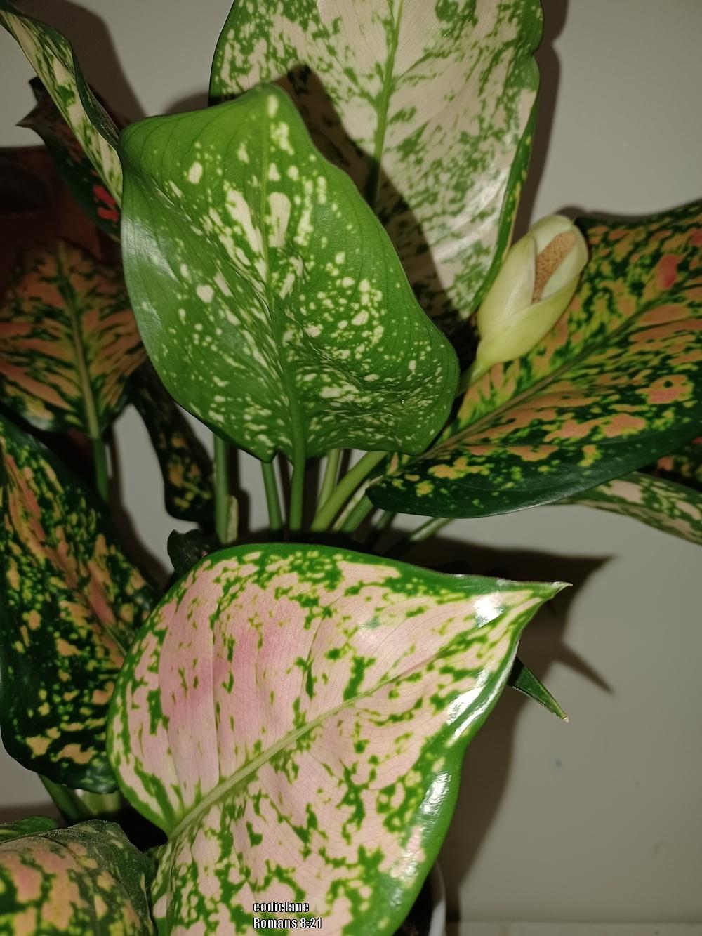 Photo of the bloom of Aglaonemas (Aglaonema) posted by codielane ...