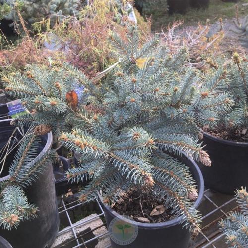 Blue Spruce (Picea pungens 'Ruby Teardrops') in the Spruces Database ...