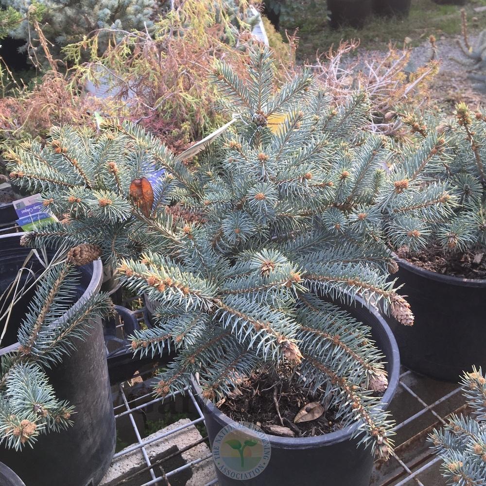 Blue Spruce (Picea pungens 'Ruby Teardrops') in the Spruces Database ...