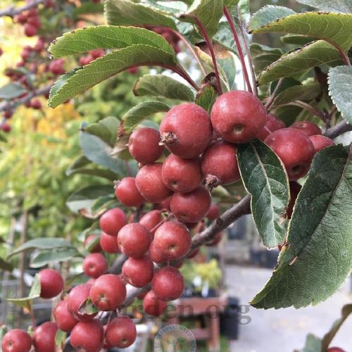 Crabapple (Malus Raspberry Spear®) in the Apples Database - Garden.org
