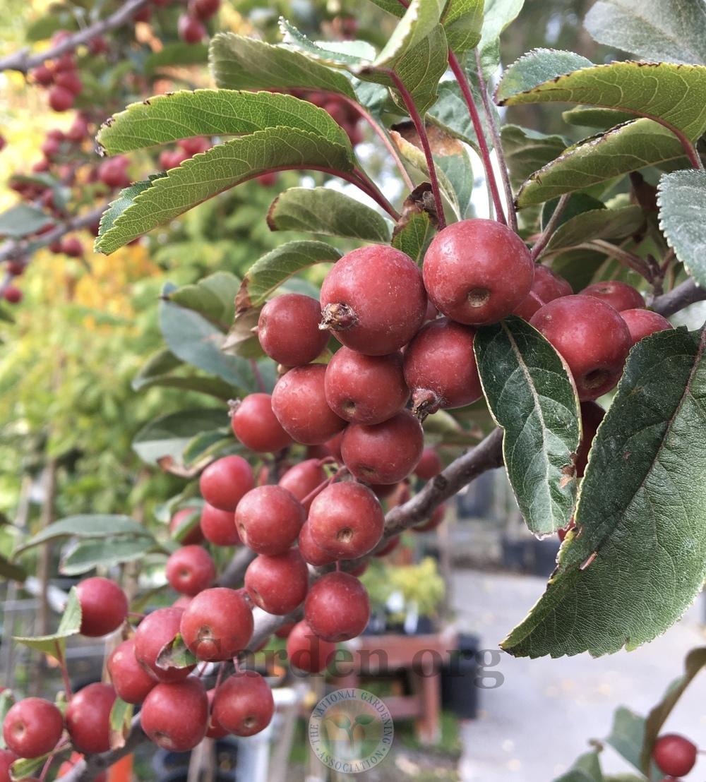 Crabapple (Malus Raspberry Spear®) in the Apples Database - Garden.org