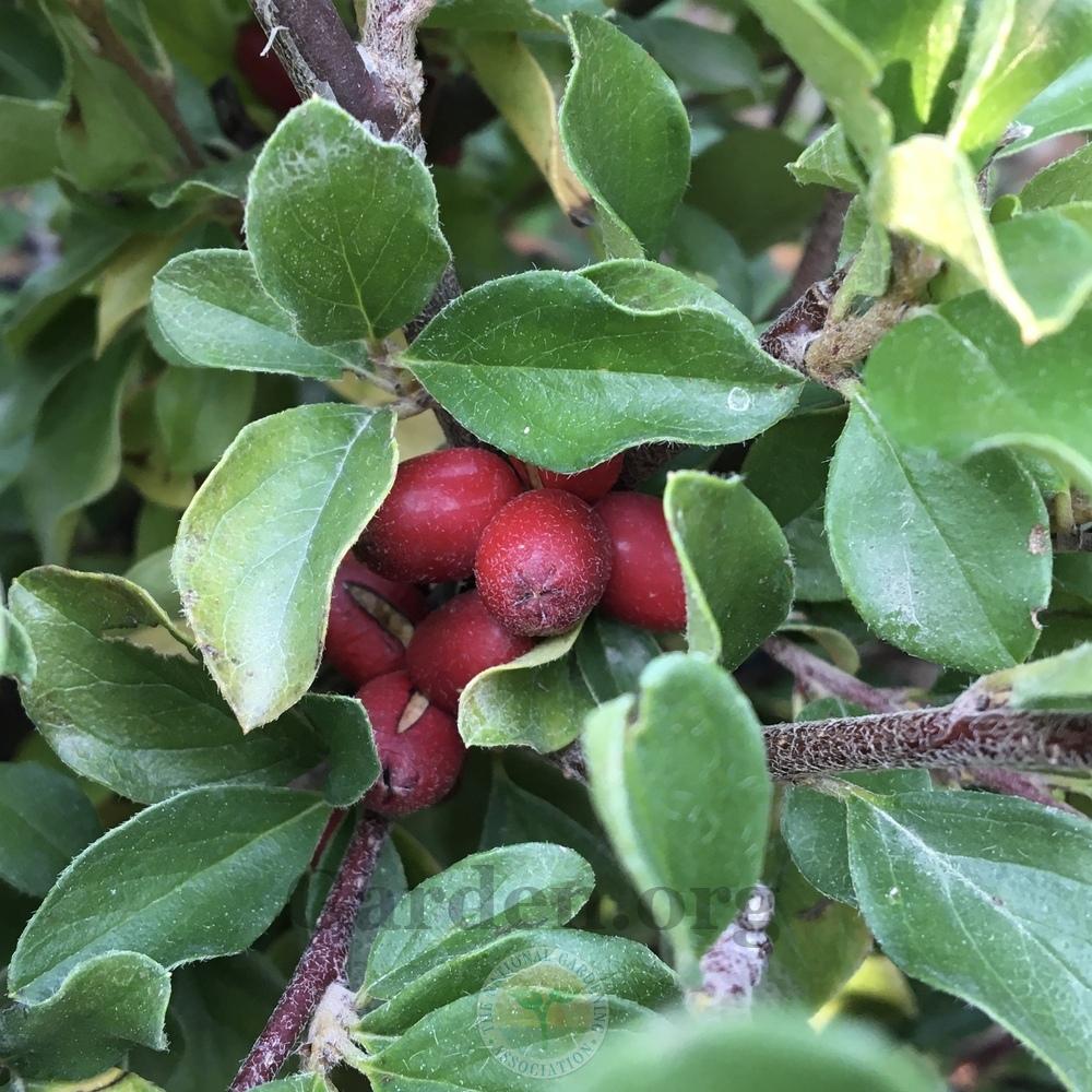 Photo of the fruit of Cotoneaster Autumn Inferno® posted by BlueOddish ...
