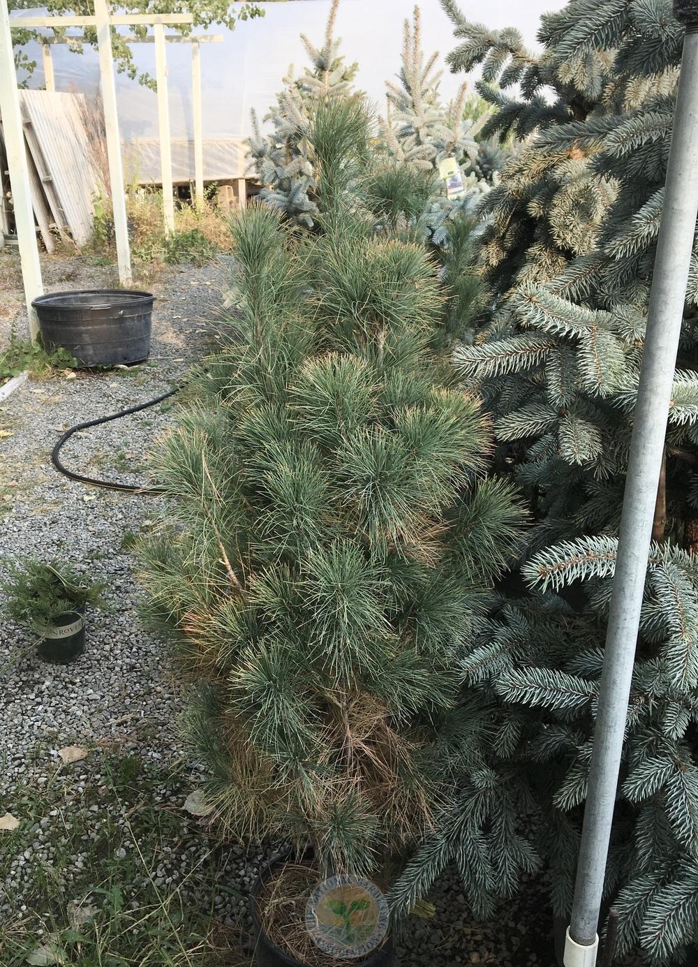 Eastern White Pine (Pinus strobus 'Stowe Pillar') - Garden.org