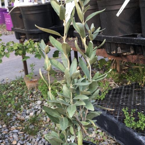 Silver Buffaloberry (Shepherdia argentea Silver Totem®) - Garden.org