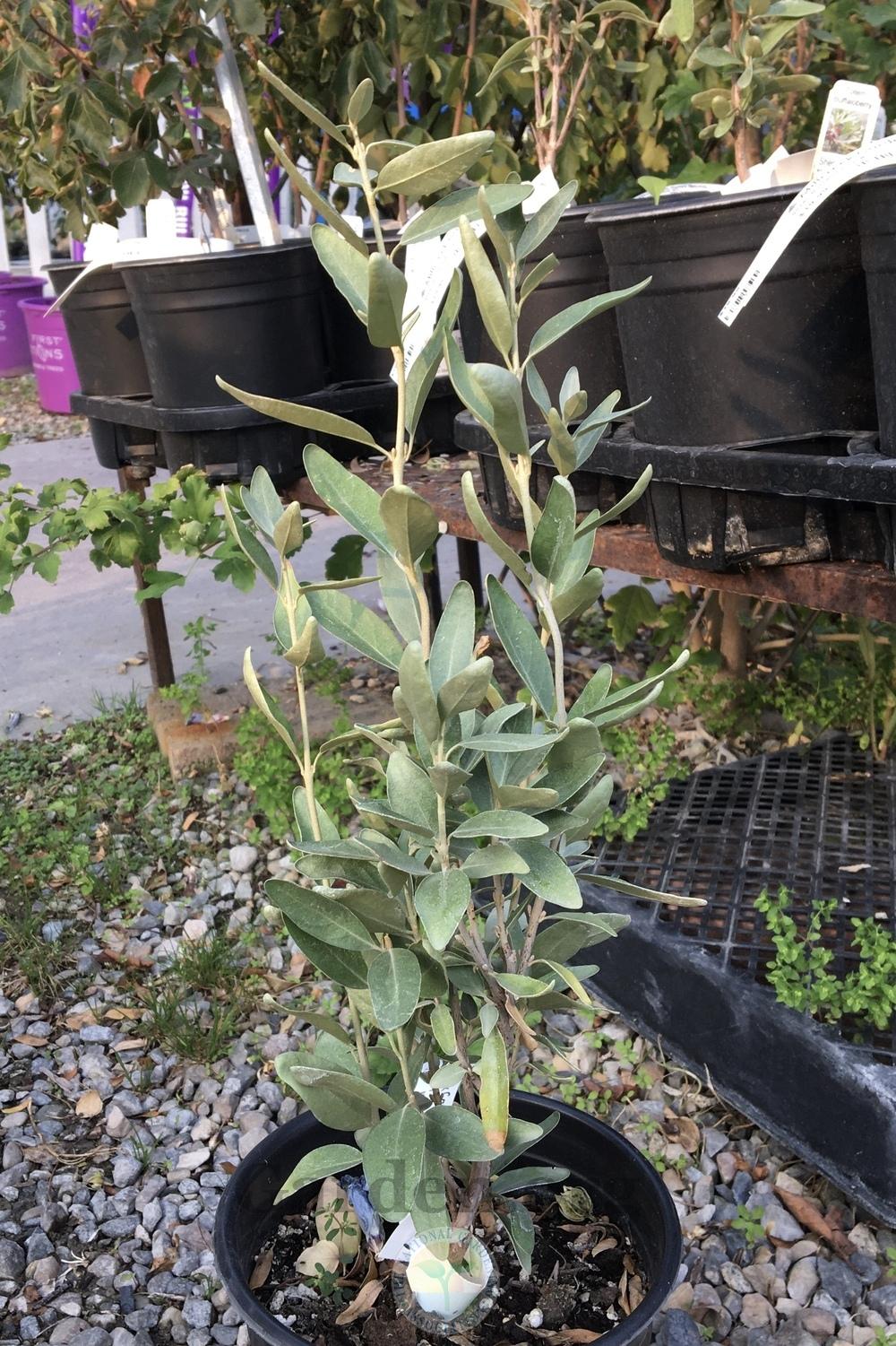 Silver Buffaloberry (Shepherdia argentea Silver Totem®) - Garden.org