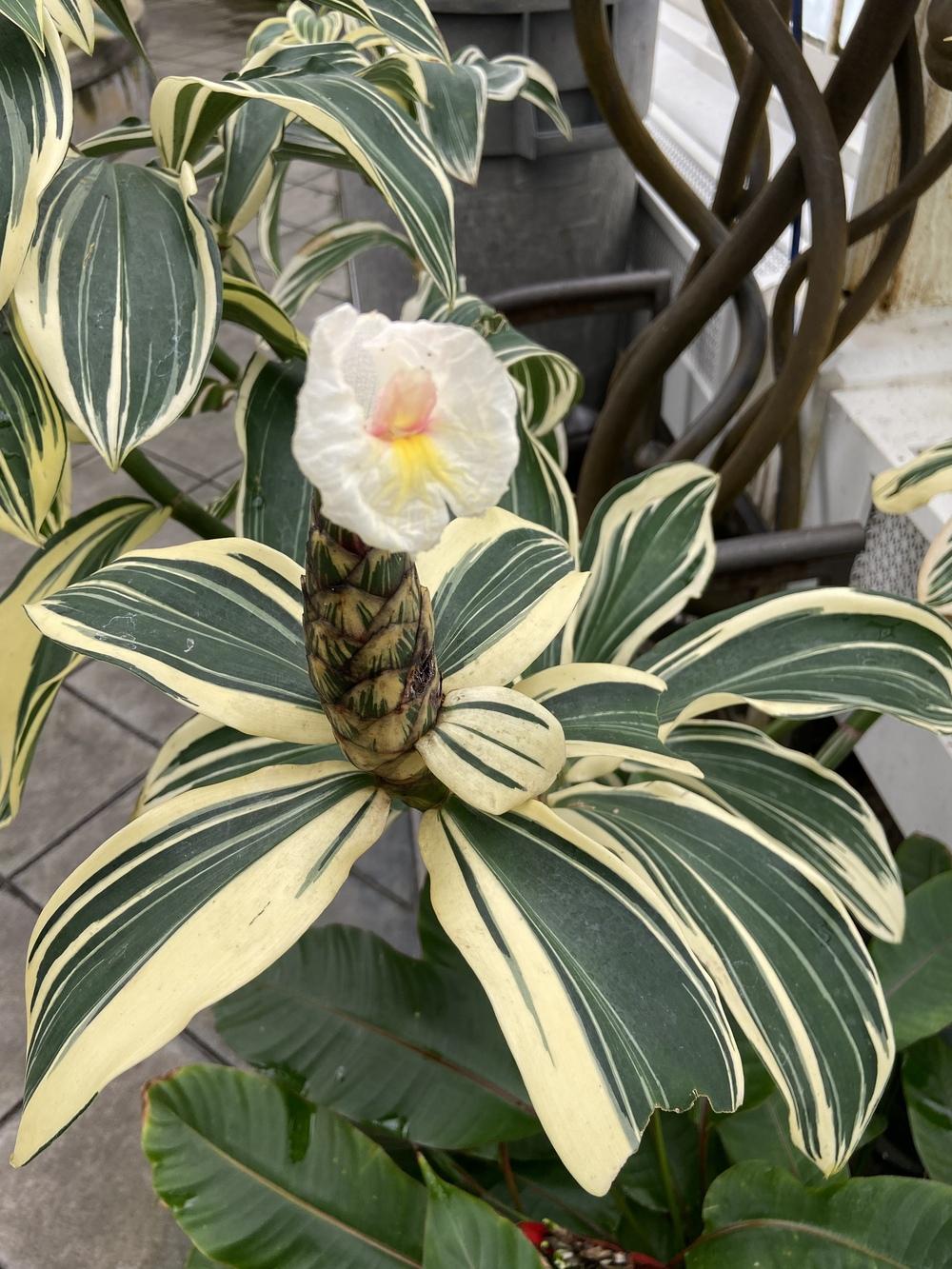 Photo of the entire plant of Variegated Spiral Ginger (Costus arabicus ...