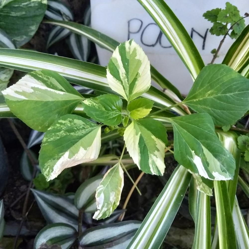Indian Copperleaf (Acalypha indica) - Garden.org