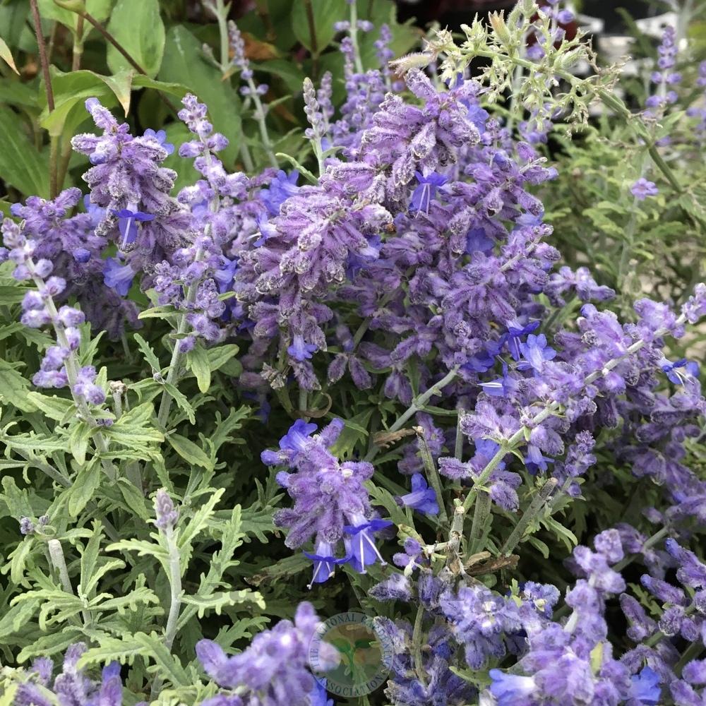 Russian Sage (Salvia Lacey Blue®) in the Salvias Database - Garden.org