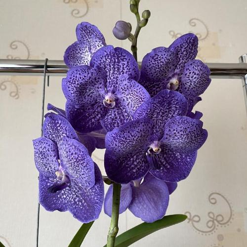 Orchid (Vanda Sunanda® Lavender Sprinkles) - Garden.org