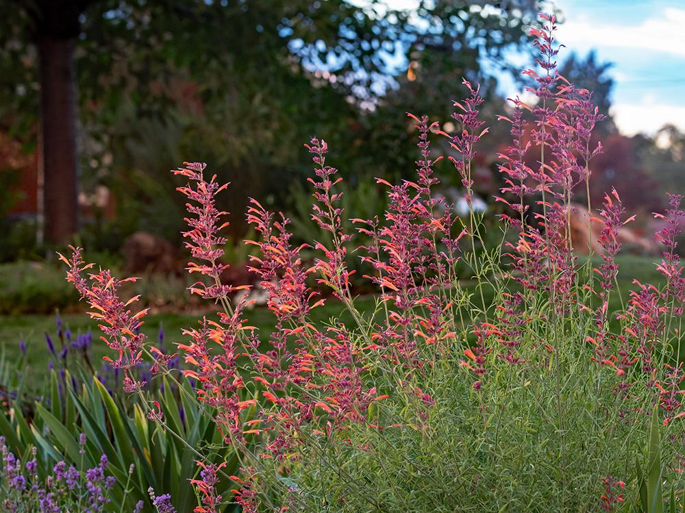 Agastache Rupestris