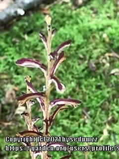 Beechdrops (Epifagus virginiana) - Garden.org