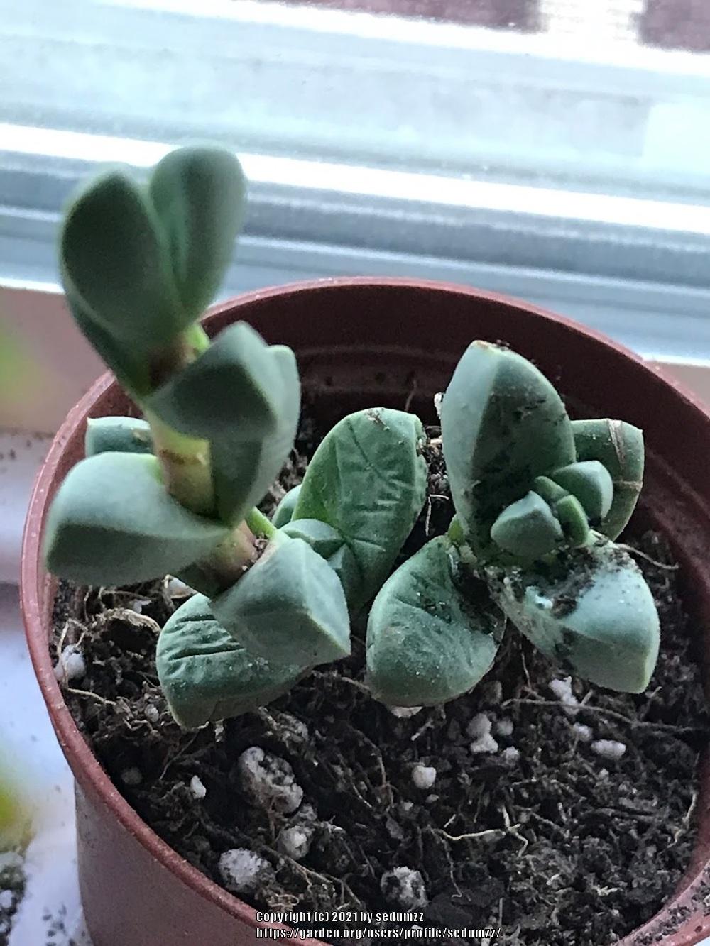 Beads Lampranthus (Braunsia maximiliani) - Garden.org