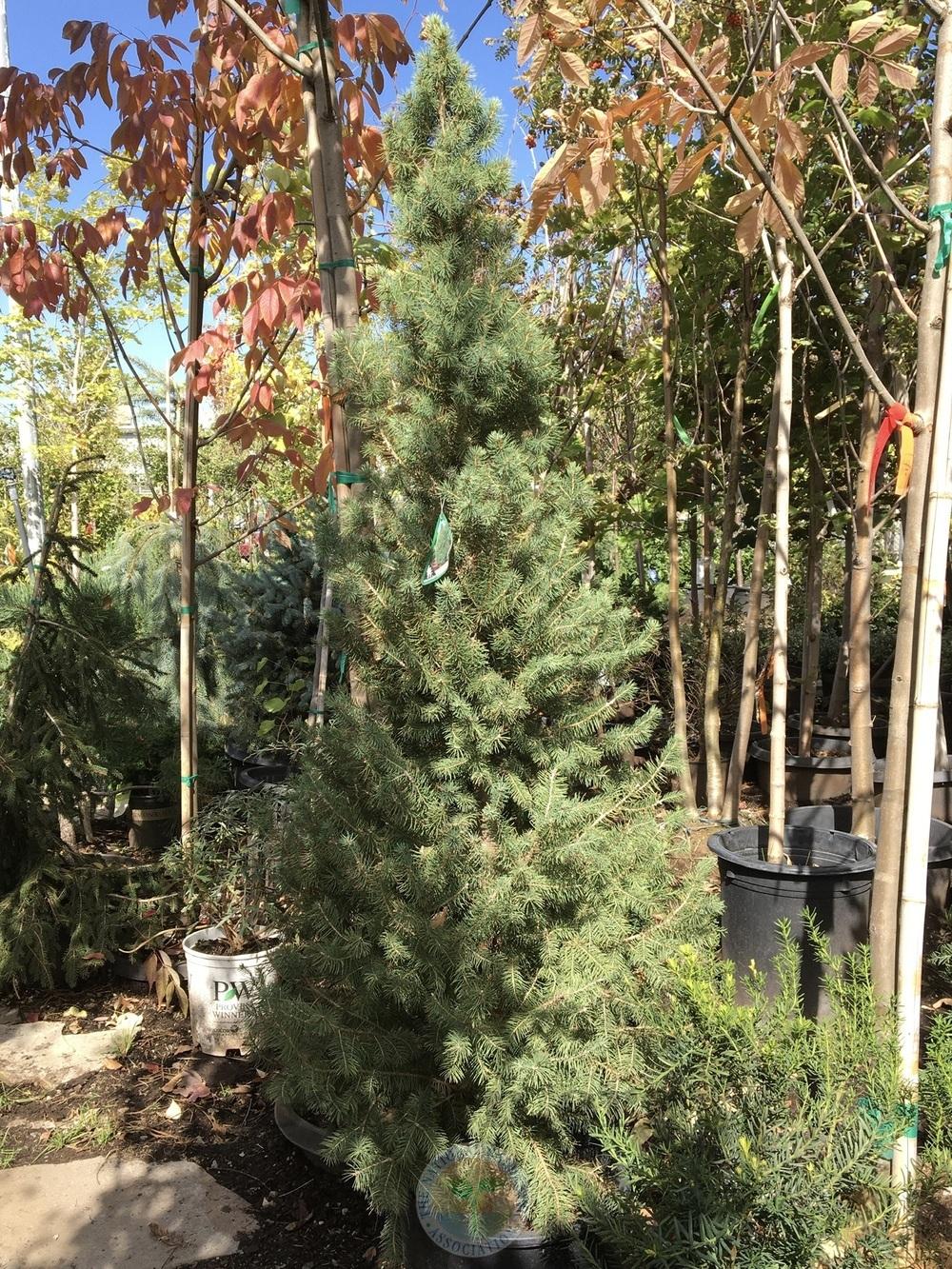 Spruce (Picea 'Big Berta') in the Spruces Database - Garden.org