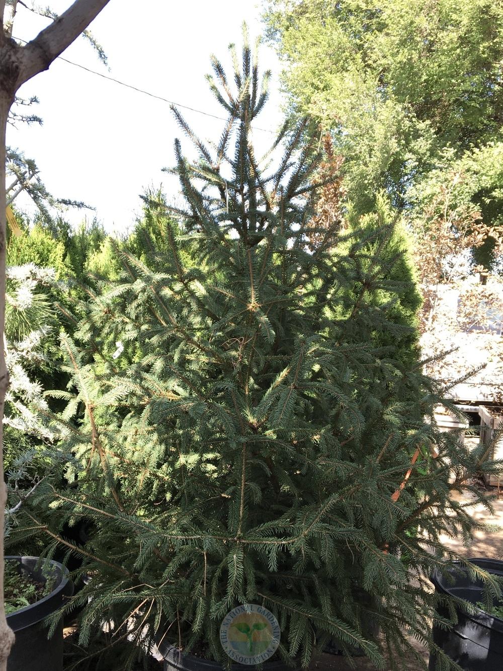 Norway Spruce (Picea abies 'The Limey') in the Spruces Database ...