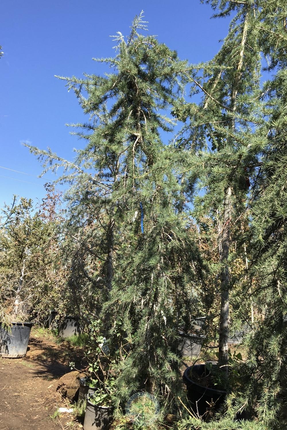 Photo of the entire plant of Cedrus deodara 'Miles High' posted by ...