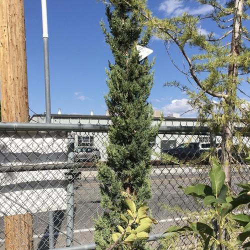 Chinese Juniper (Juniperus chinensis 'Trautman') - Garden.org