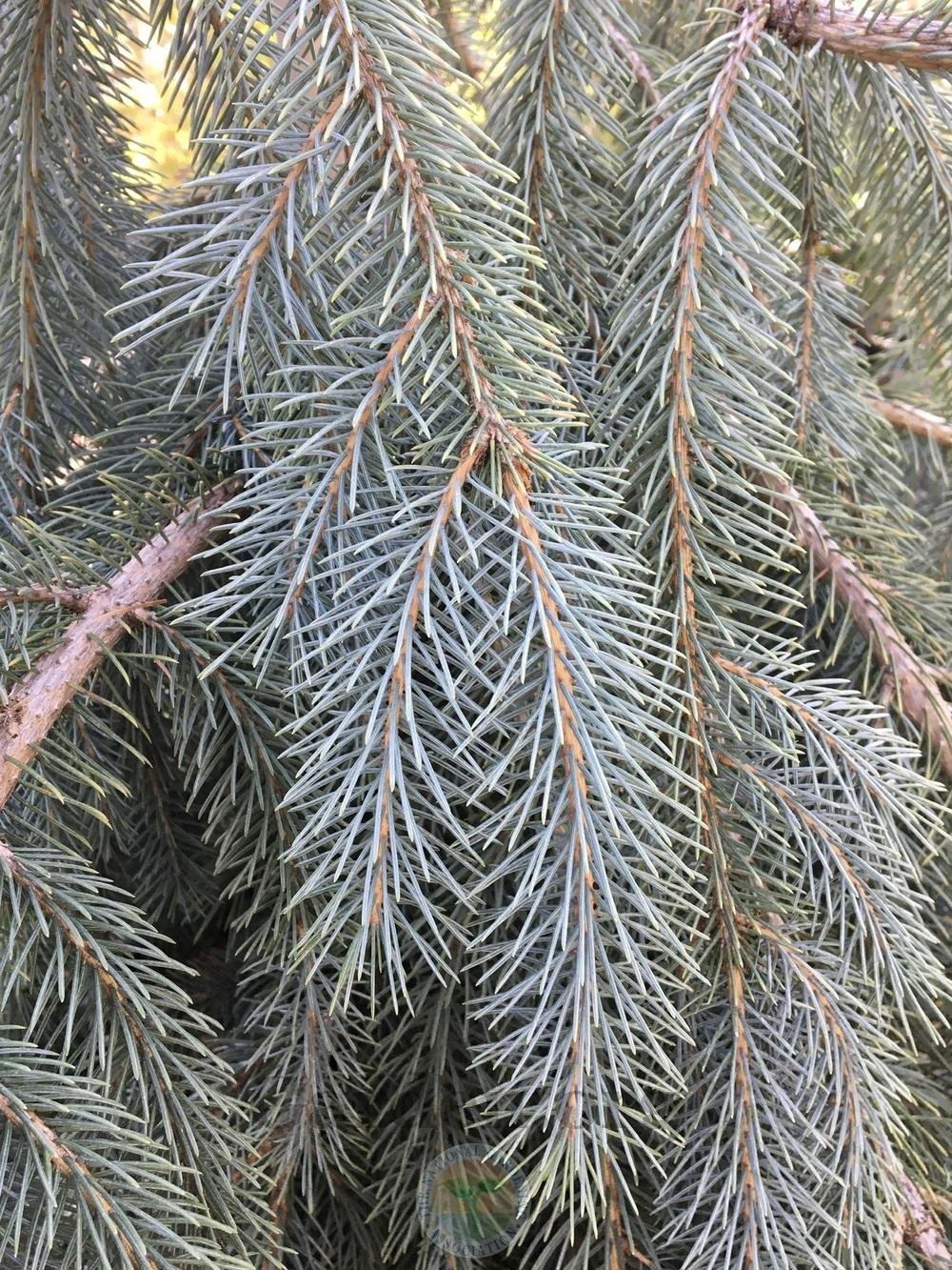 Photo of the leaves of Engelmann Spruce (Picea engelmannii 'Bush's Lace ...