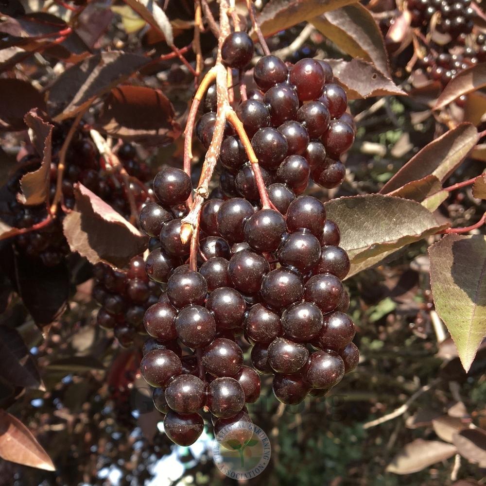 Chokecherry (Prunus virginiana) - Garden.org