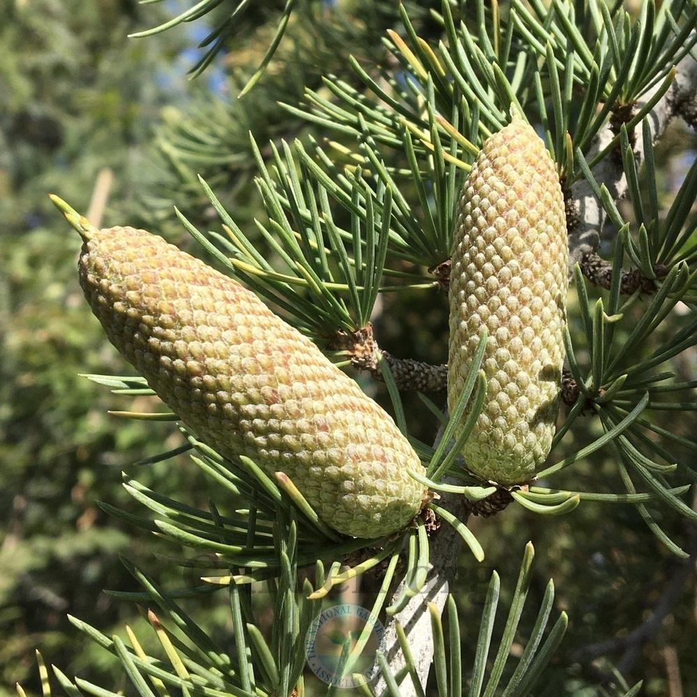 Photo of the cone of Deodar Cedar (Cedrus deodara 'Eisregen') posted by ...