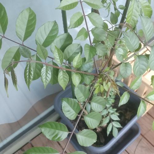 Is this a Polyscias Fulva? in the Houseplants forum - Garden.org